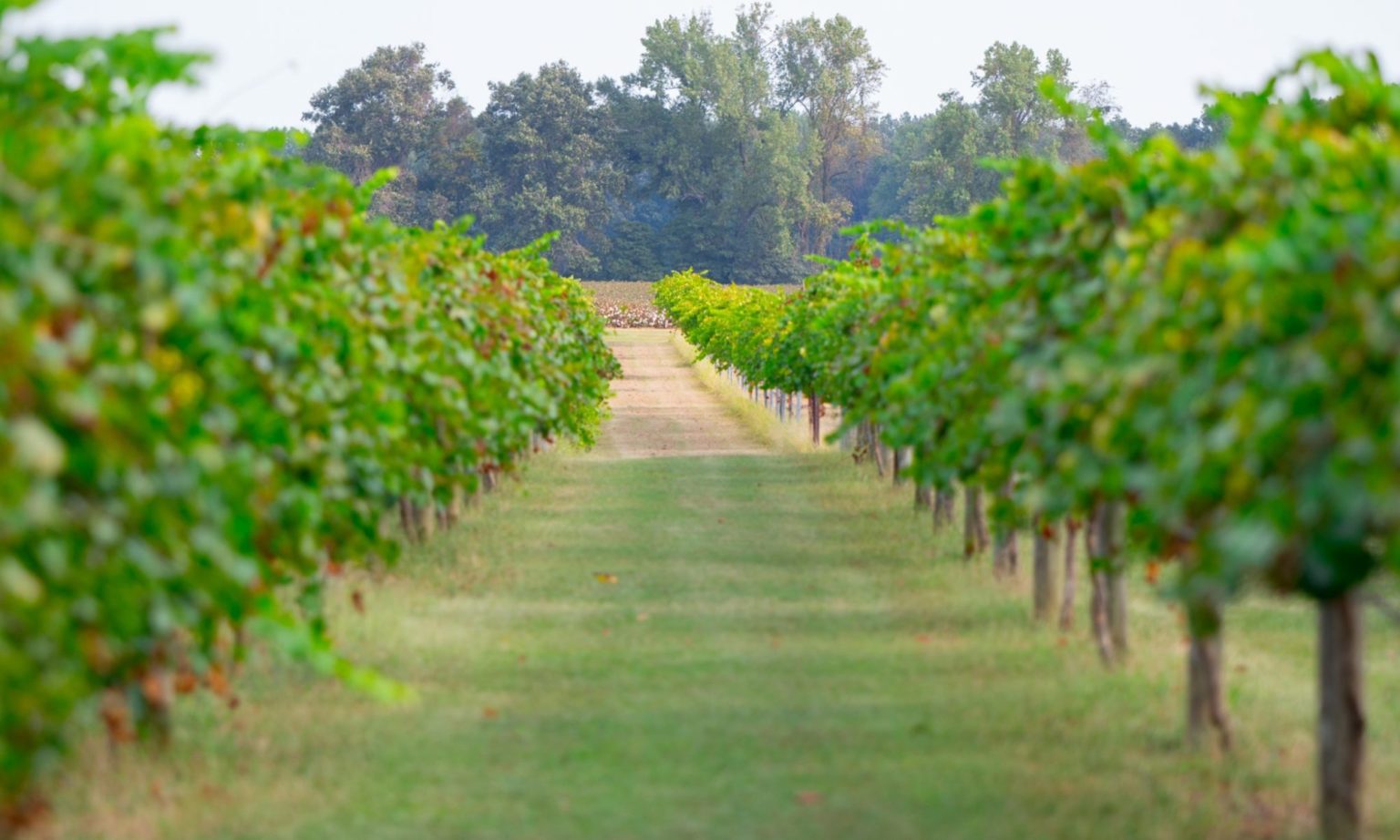 Voices In The Vineyard - Century Farm Winery